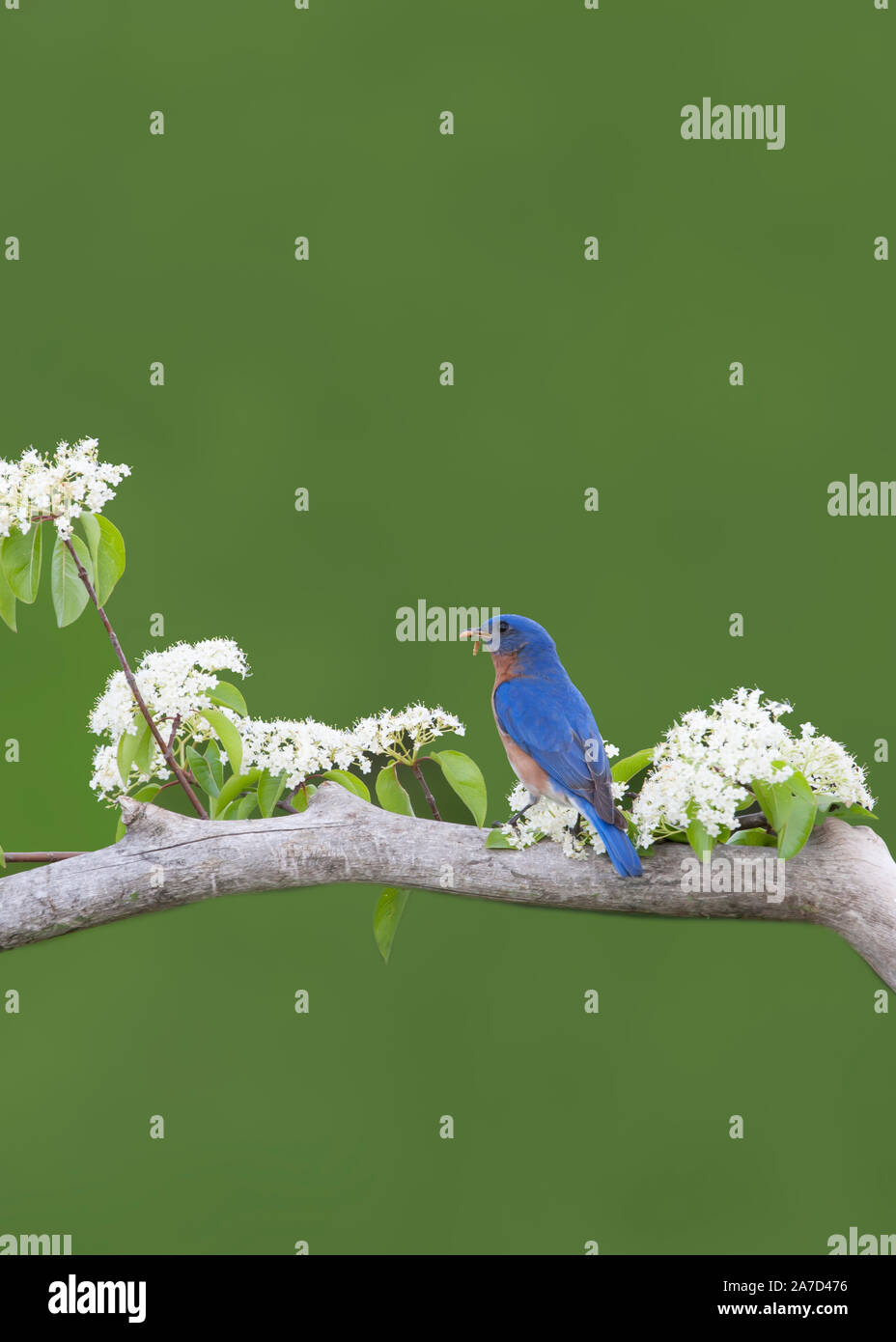 Bluebird and flowers hi-res stock photography and images - Alamy