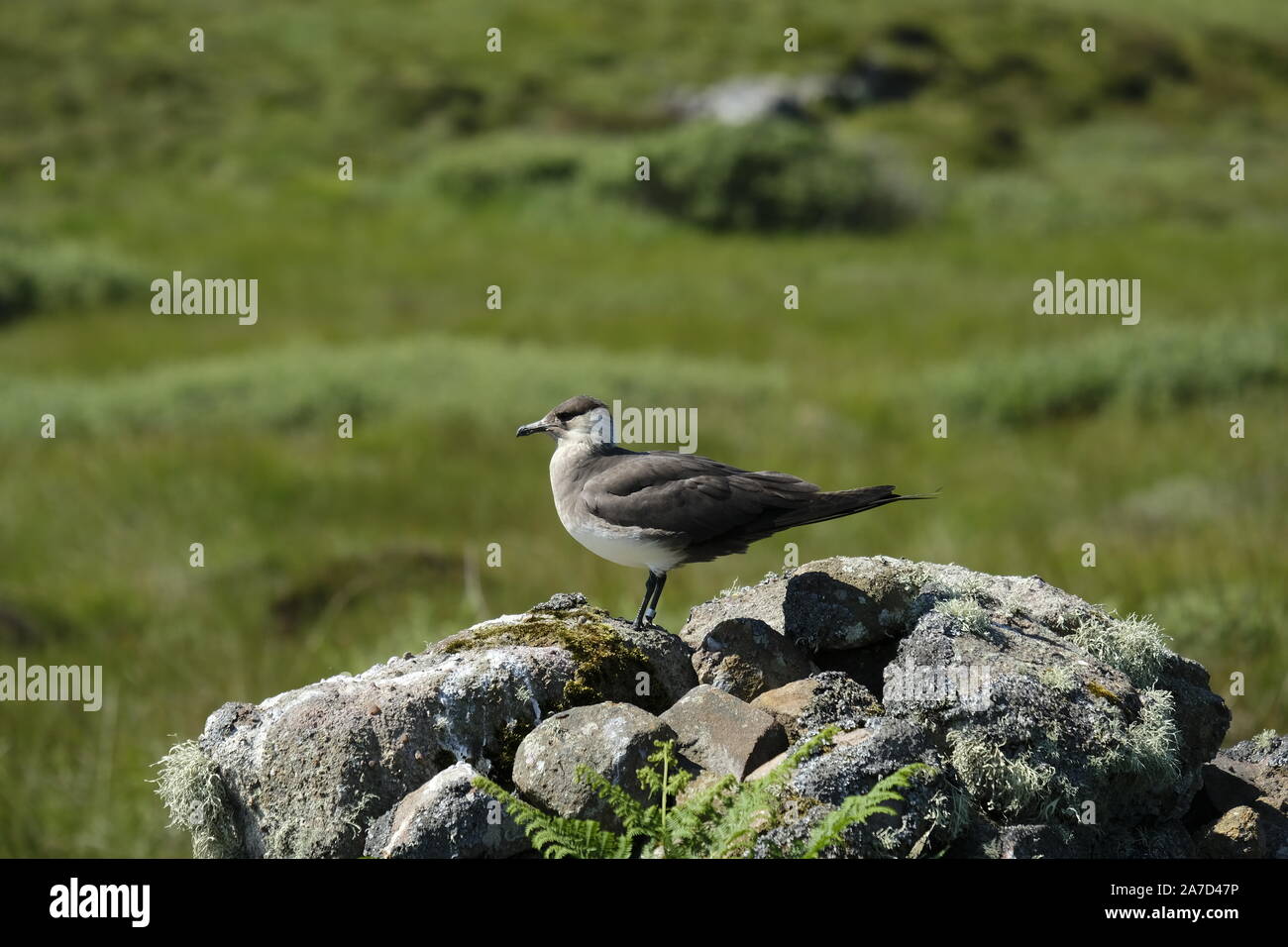 Sutherland island hi-res stock photography and images - Alamy