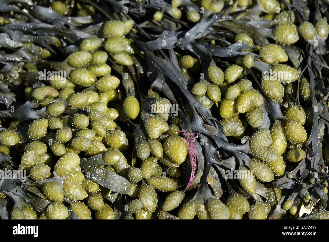 Bladderwracks fucus vesiculosus hi-res stock photography and images - Alamy