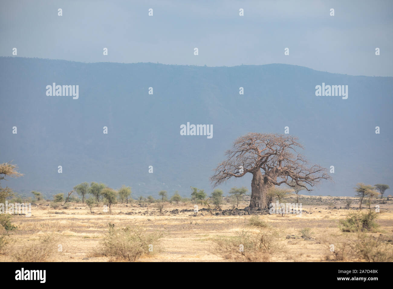 baobab tree in tanzanian savannah Stock Photo - Alamy