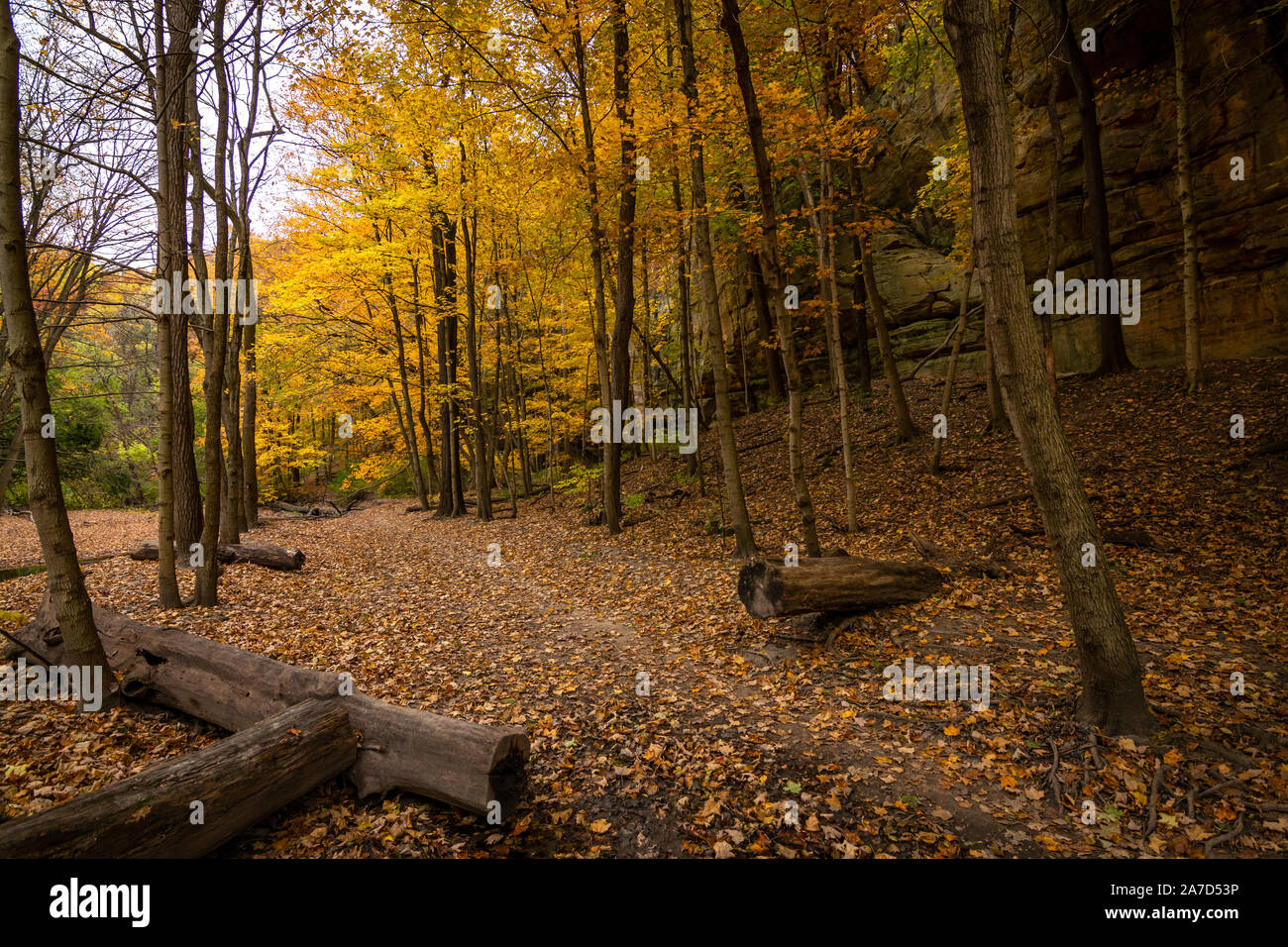 Autumn/Fall foliage and sandstone bluffs in Illinois canyon. Starved ...