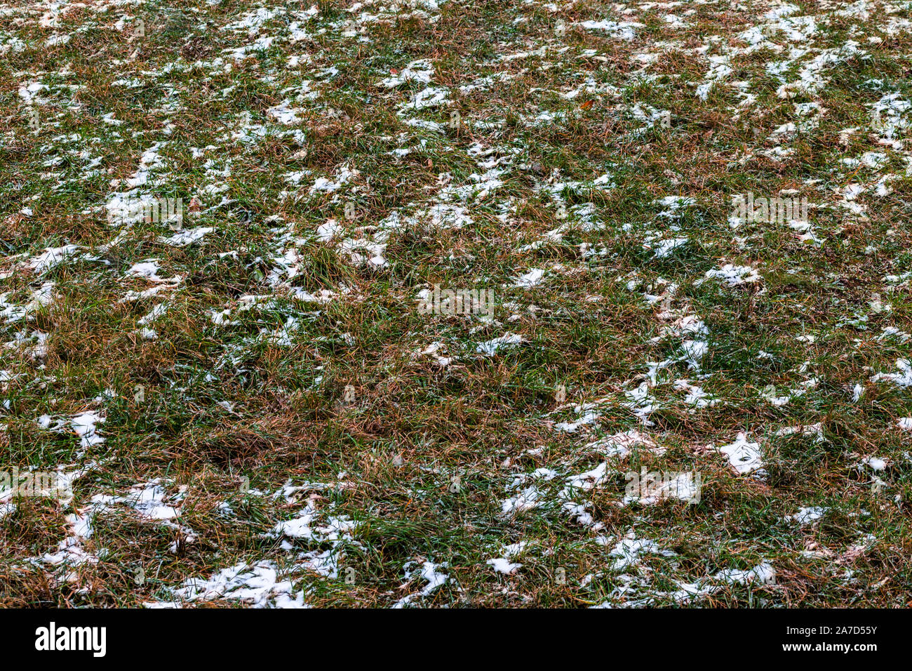 first snow laying over green grass and autumnal leaves in perspective ...