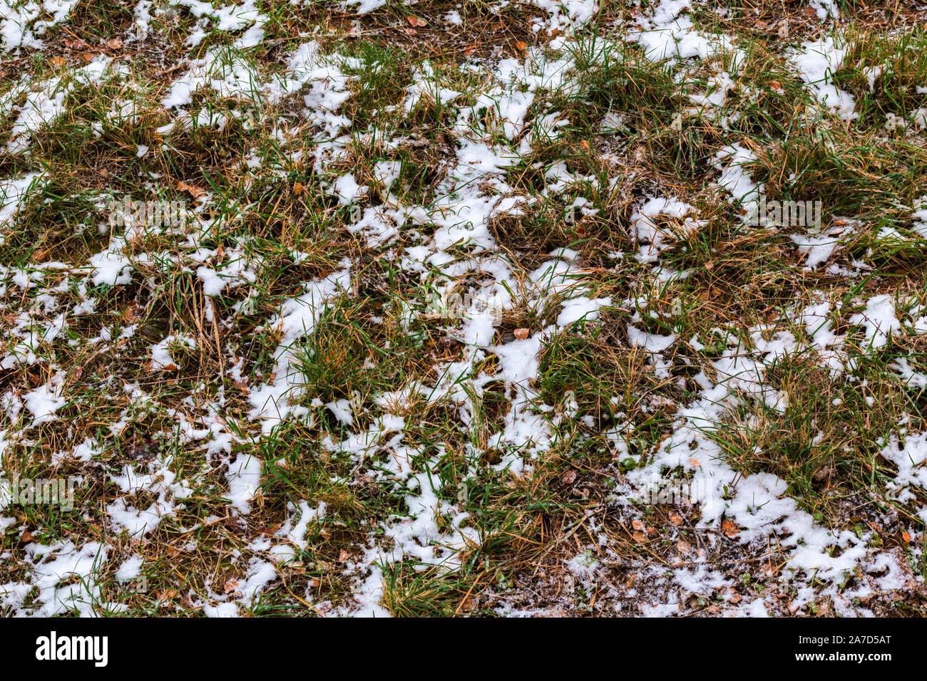 first snow laying over green grass and autumnal leaves - view from ...