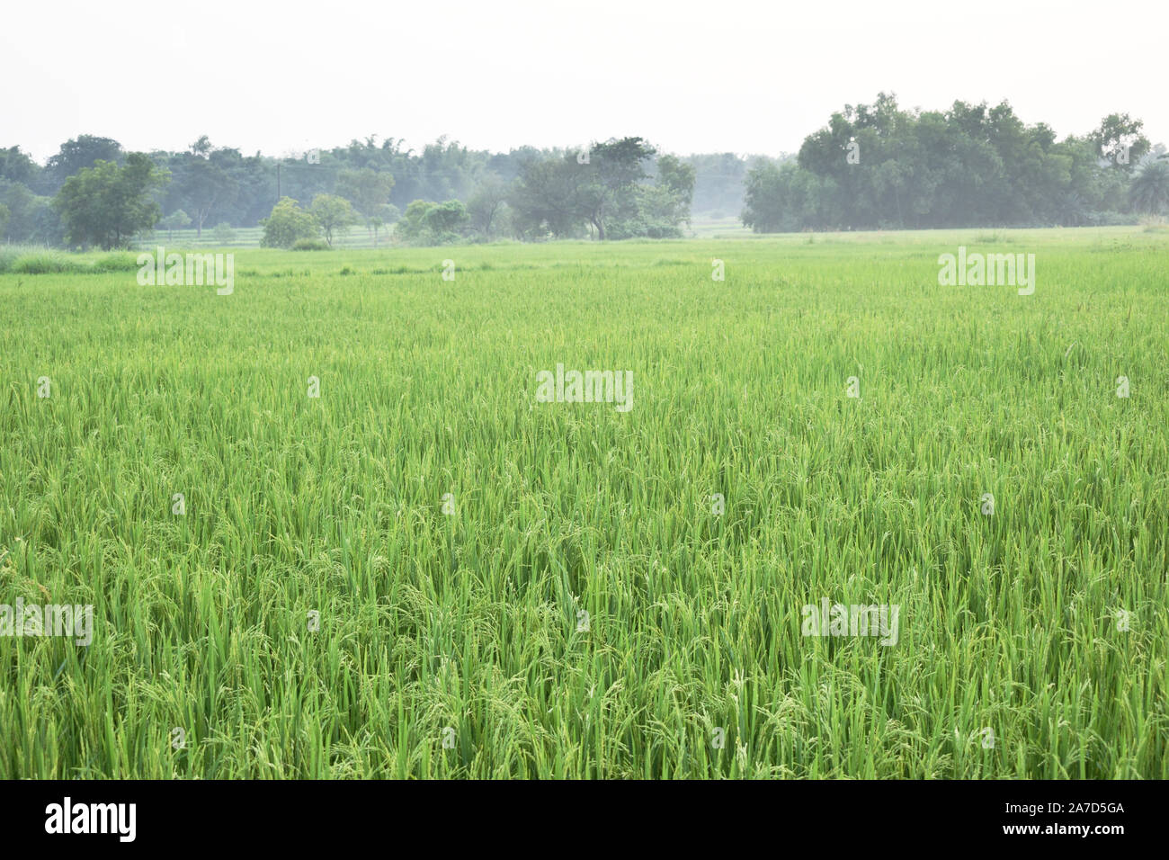 paddy farming in india Stock Photo - Alamy