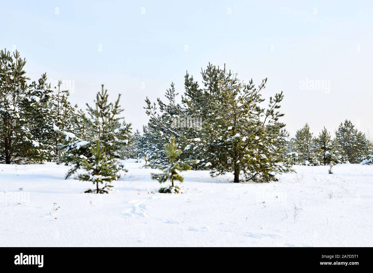 Awesome winter landscape. A snow-covered path among the trees in the ...
