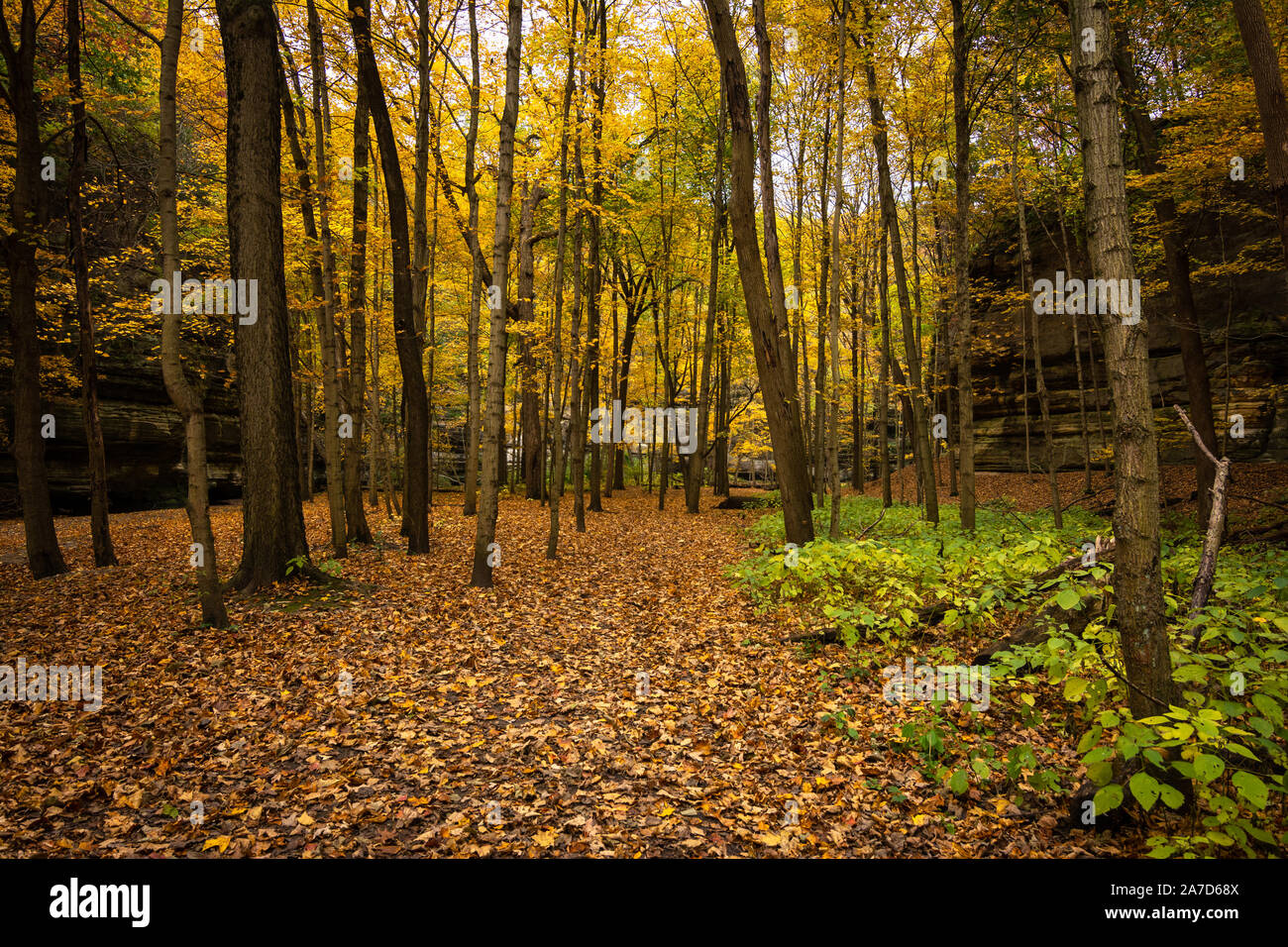 Autumn/Fall foliage and sandstone bluffs in Illinois canyon. Starved ...