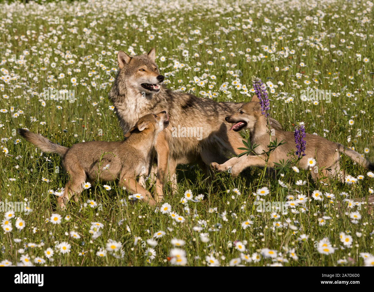 Wolf family portrait hi-res stock photography and images - Alamy