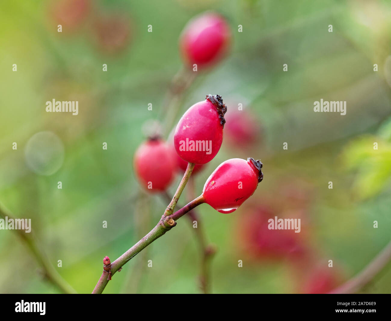 Water Hawthorn High Resolution Stock Photography and Images - Alamy