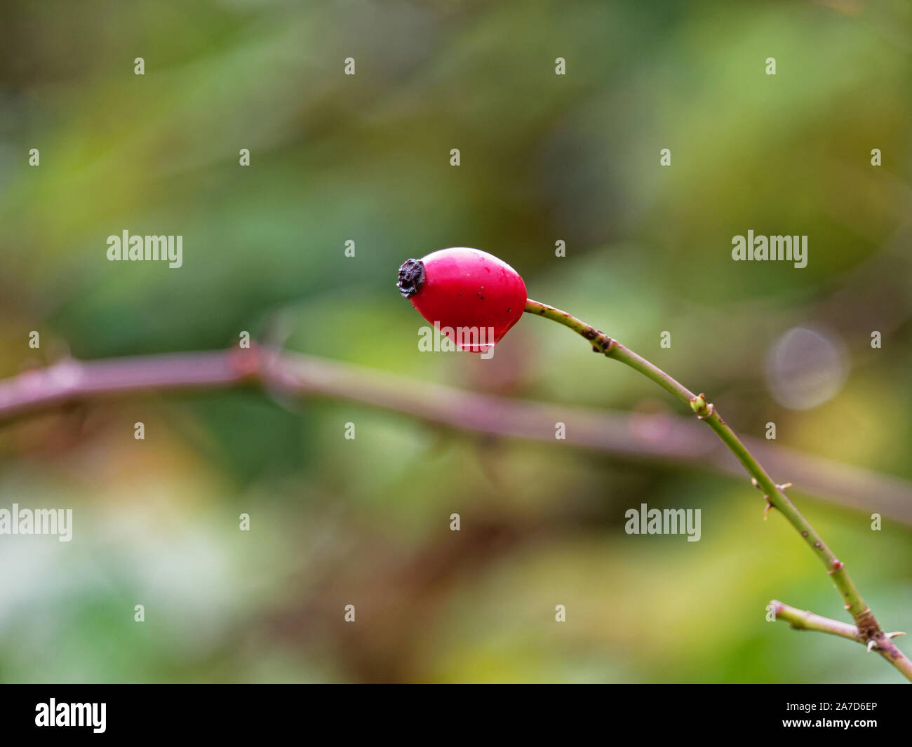 Water hawthorn hi-res stock photography and images - Alamy