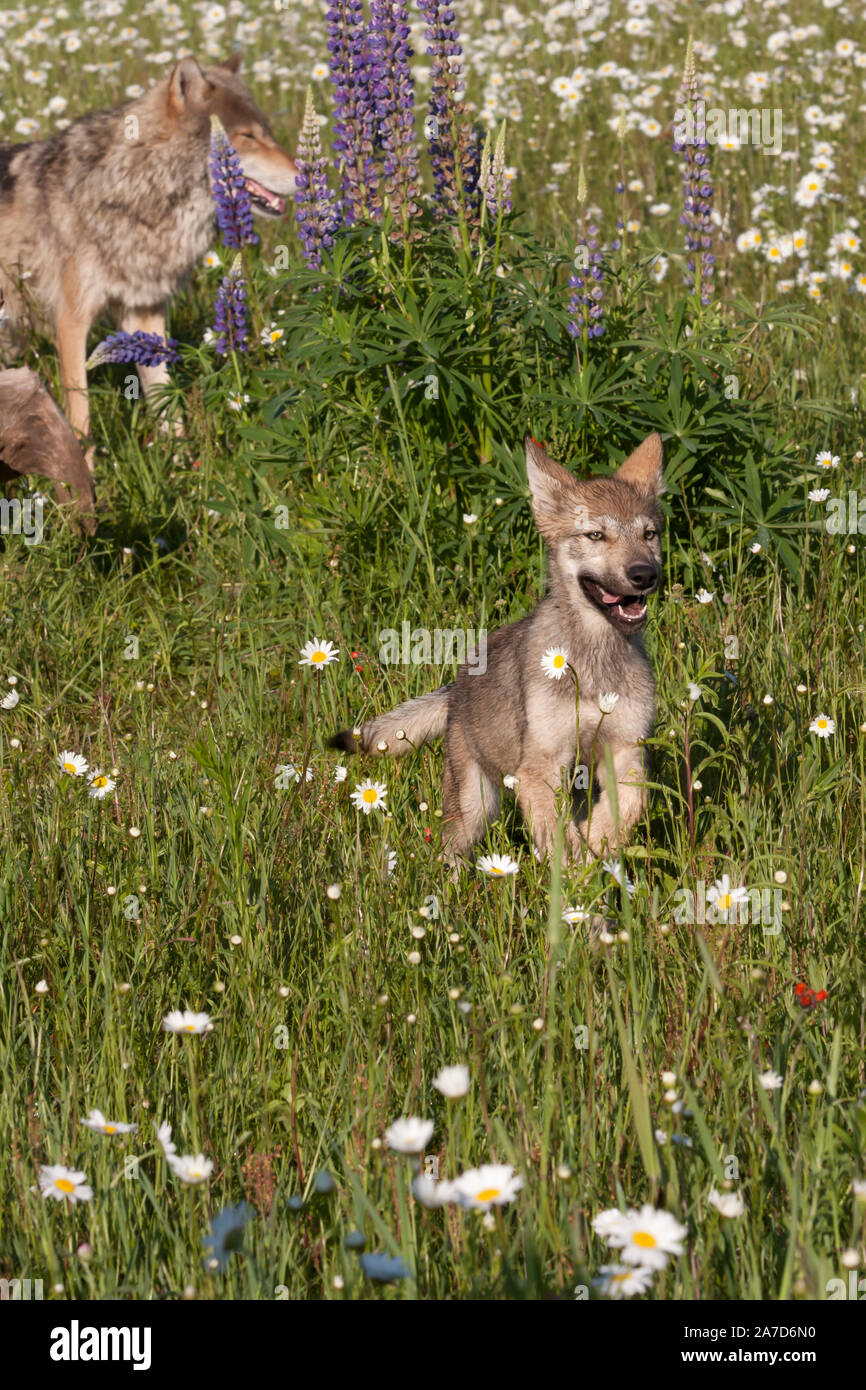 Wolf family portrait hi-res stock photography and images - Alamy