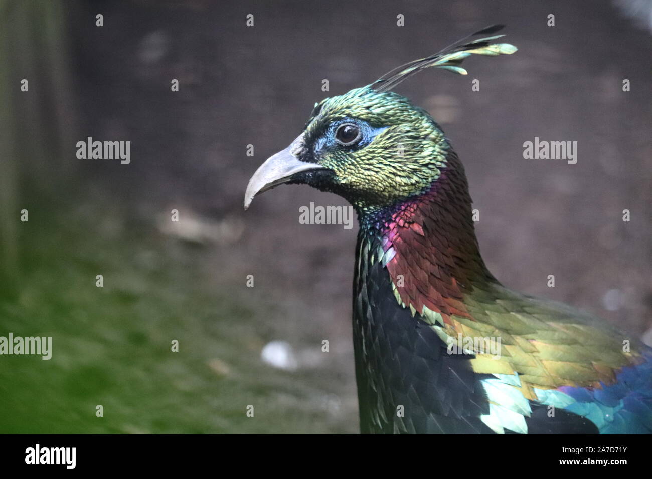 Monal hi-res stock photography and images - Alamy