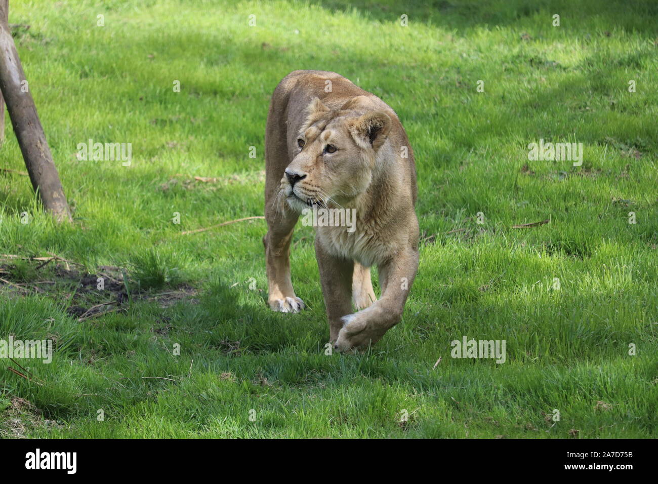 Female Asiatic Lion, Asha (Panthera leo persica Stock Photo - Alamy