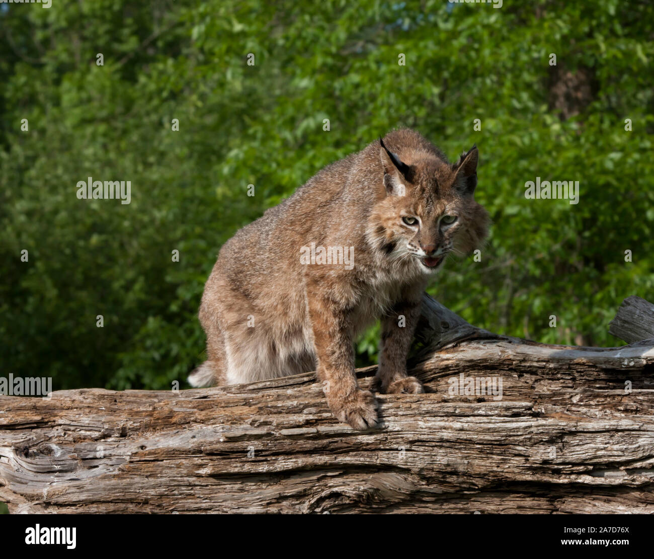 Close up of bobcat hi-res stock photography and images - Alamy