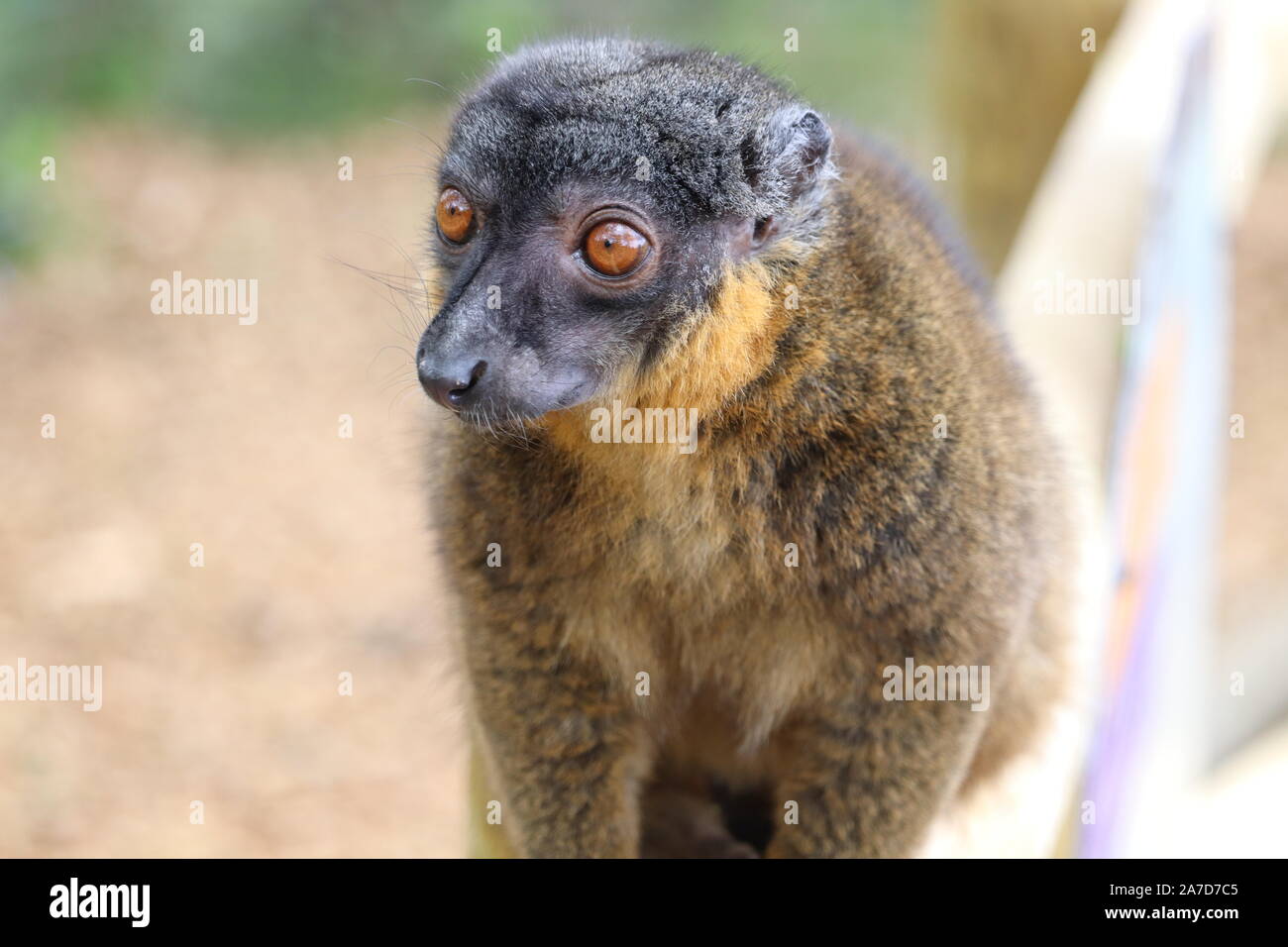 Red collared brown lemur red collared lemur hi-res stock photography ...