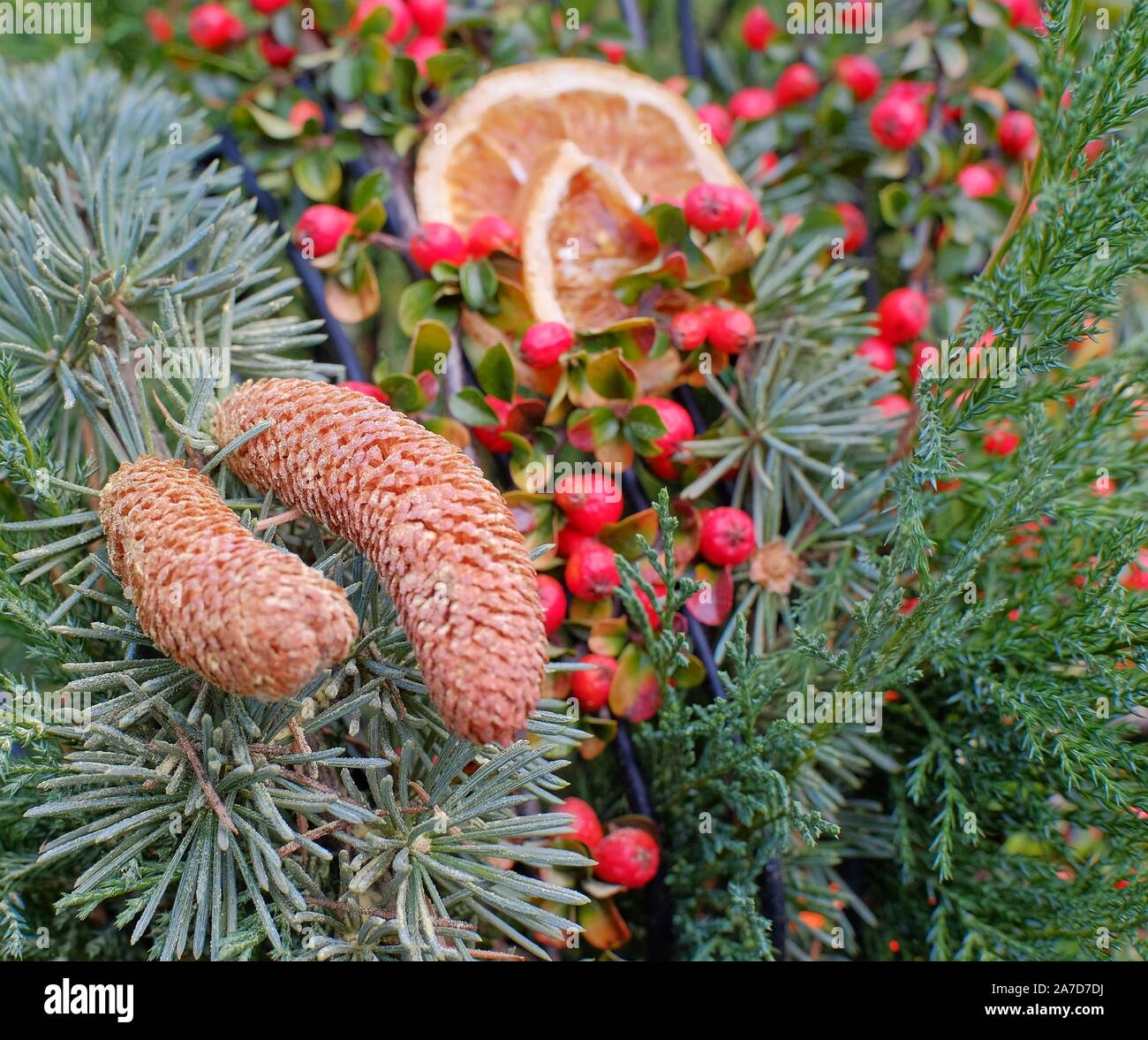 This image was taken in the botanical garden in Bucharest, Romania ...