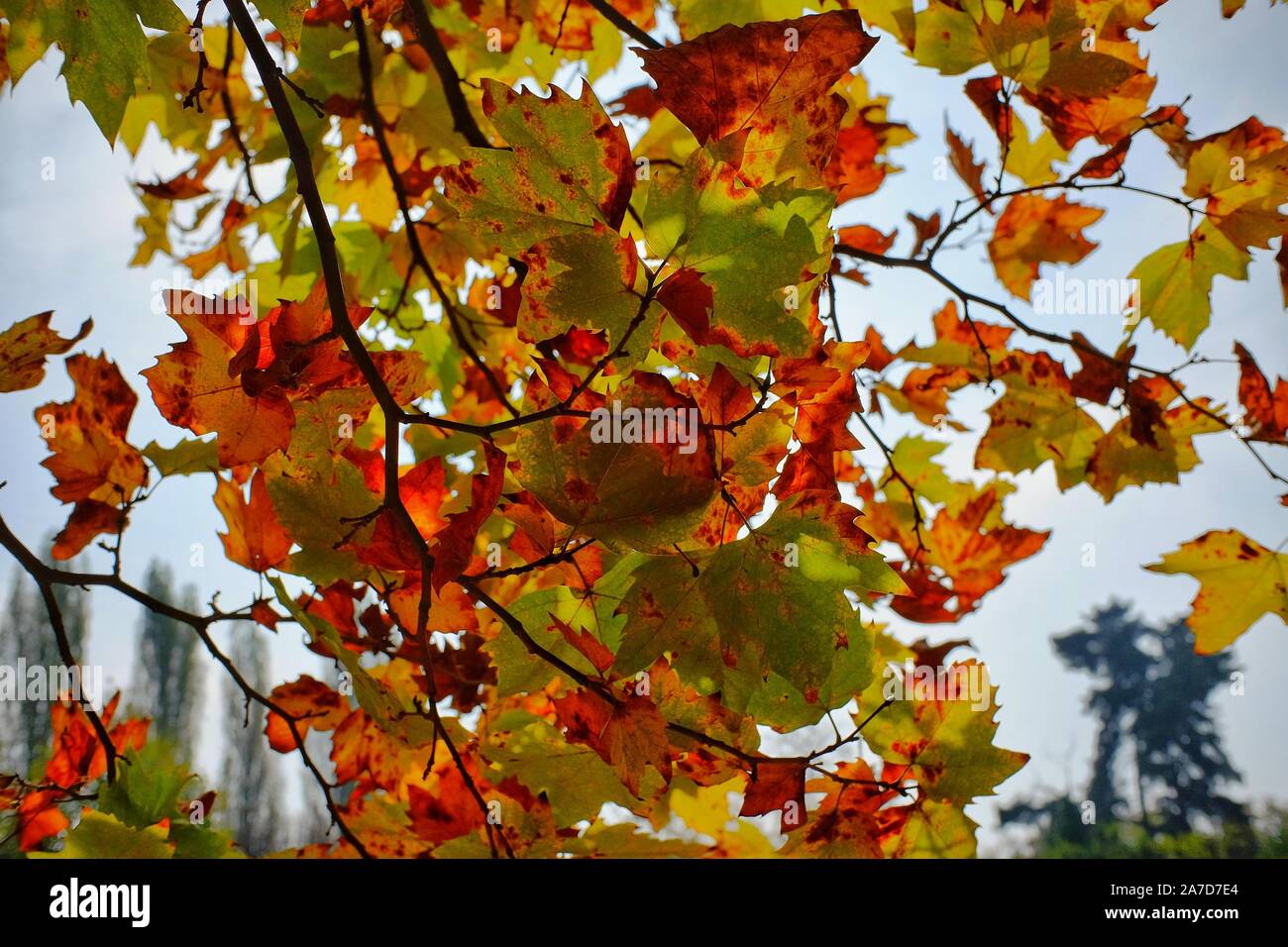 This image was taken in the botanical garden in Bucharest, Romania ...