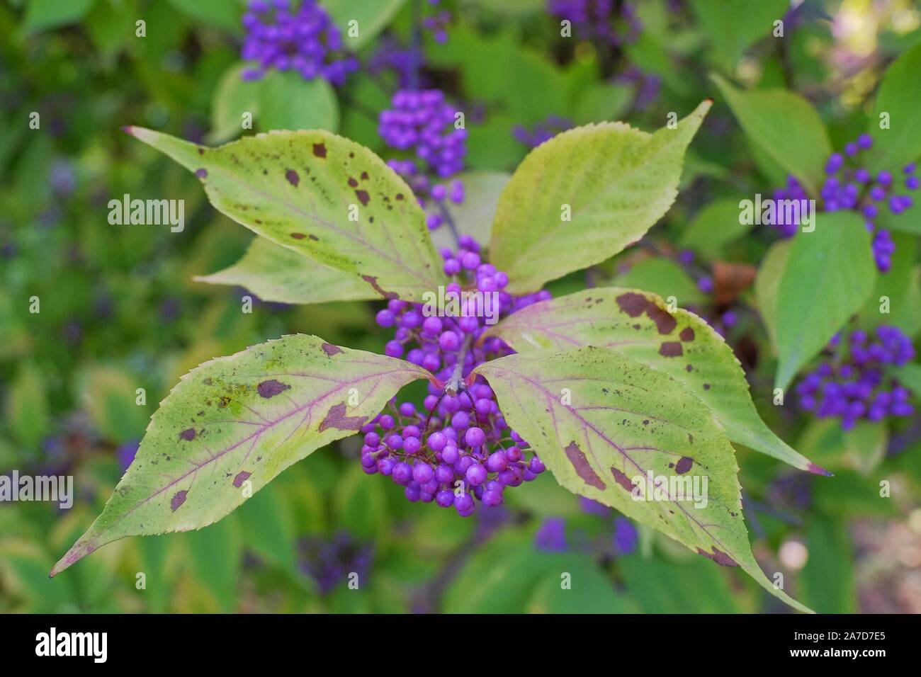 This image was taken in the botanical garden in Bucharest, Romania ...