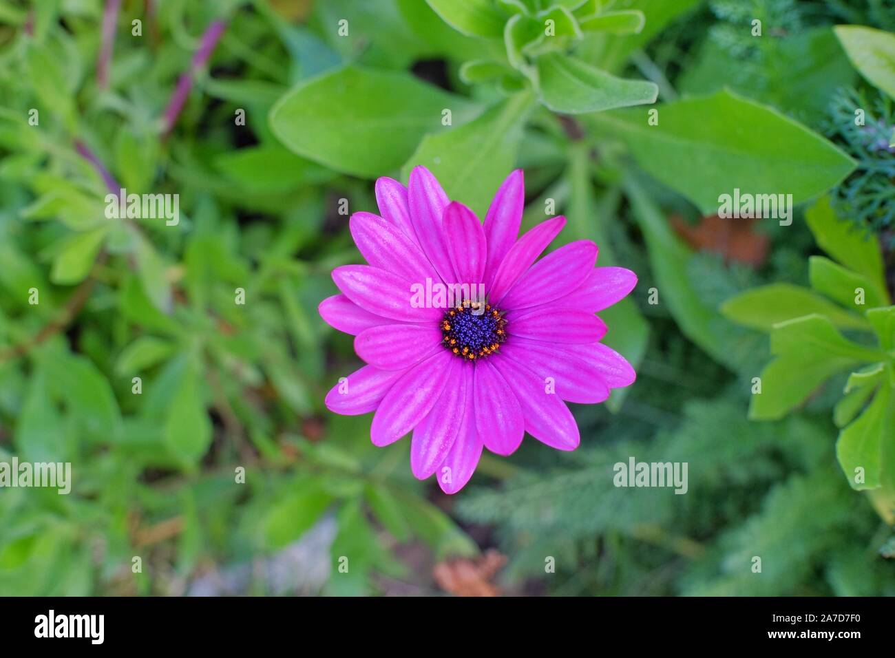 This image was taken in the botanical garden in Bucharest, Romania ...