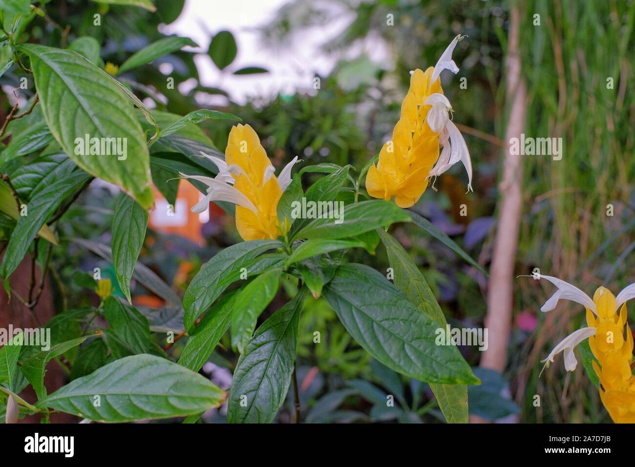 This image was taken in the botanical garden in Bucharest, Romania ...
