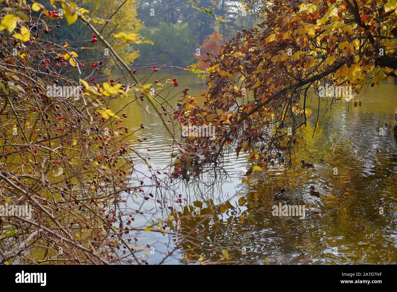 This image was taken in the botanical garden in Bucharest, Romania ...