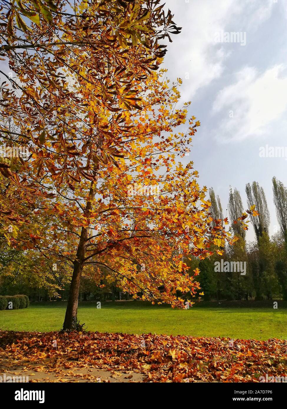 Bucharest botanical garden fall hi-res stock photography and images - Alamy