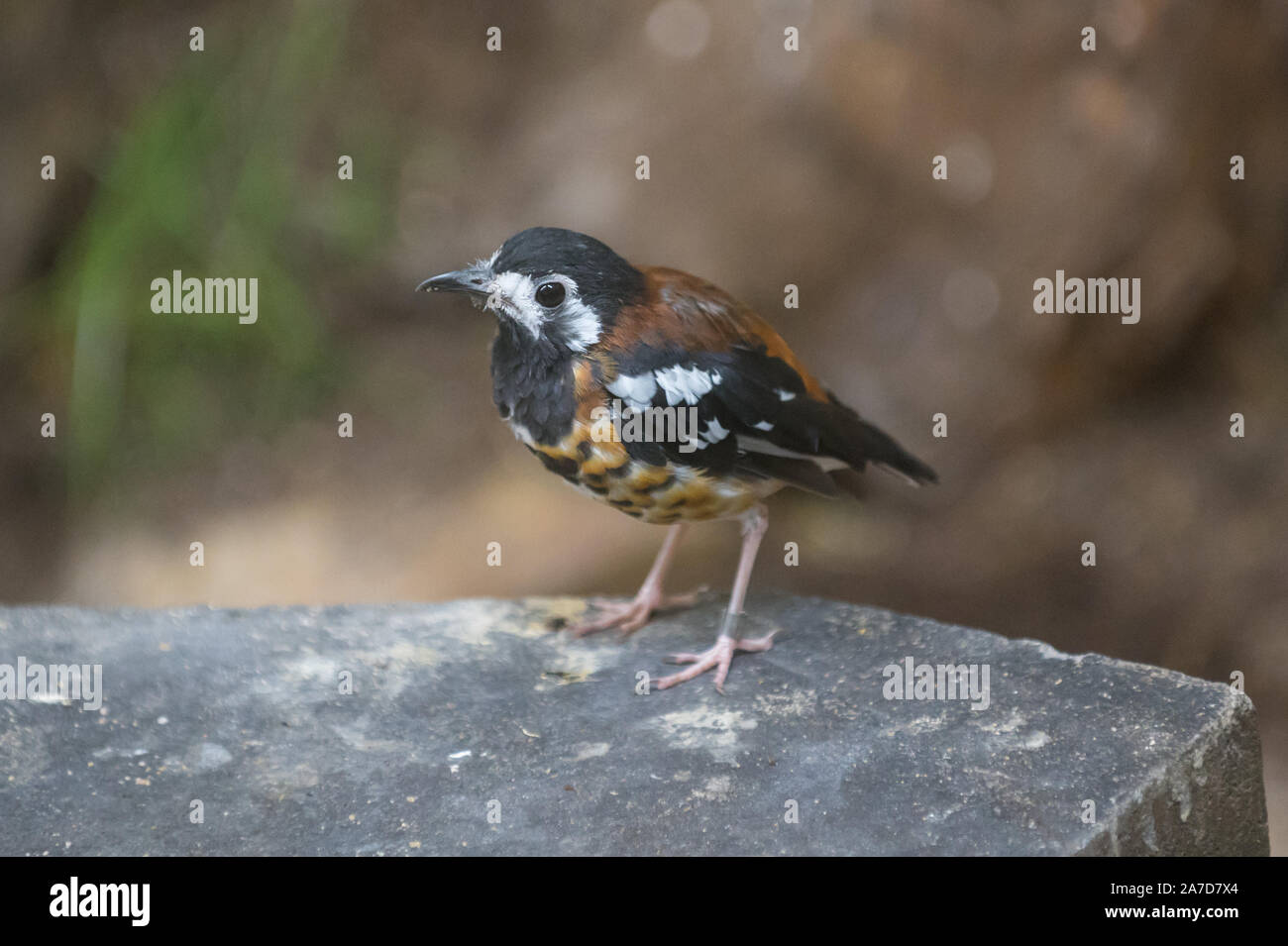 Chestnut-backed thrush ( Geokichla dohertyi Stock Photo - Alamy