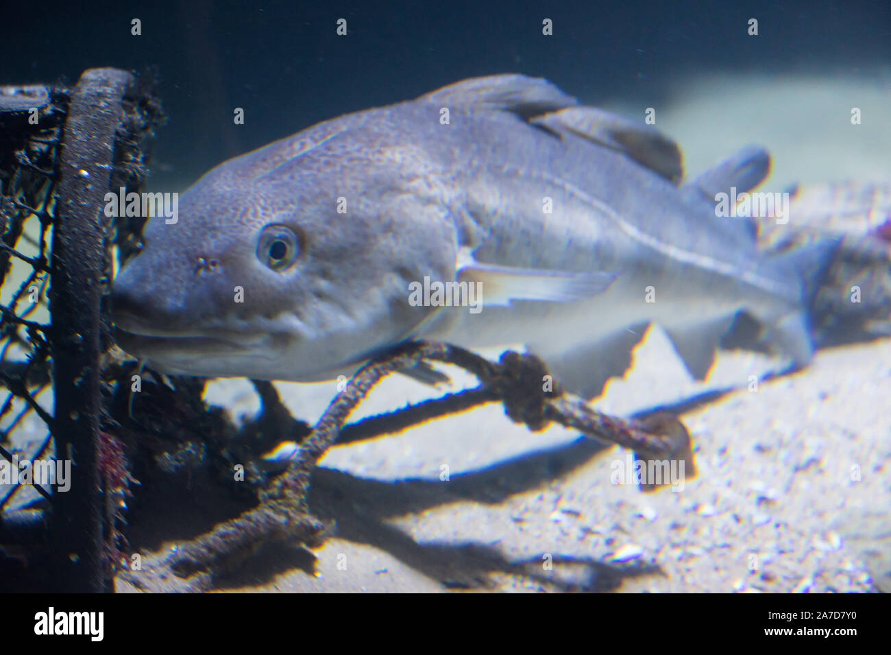 European bass ( Dicentrarchus labrax ) on seabed Stock Photo - Alamy