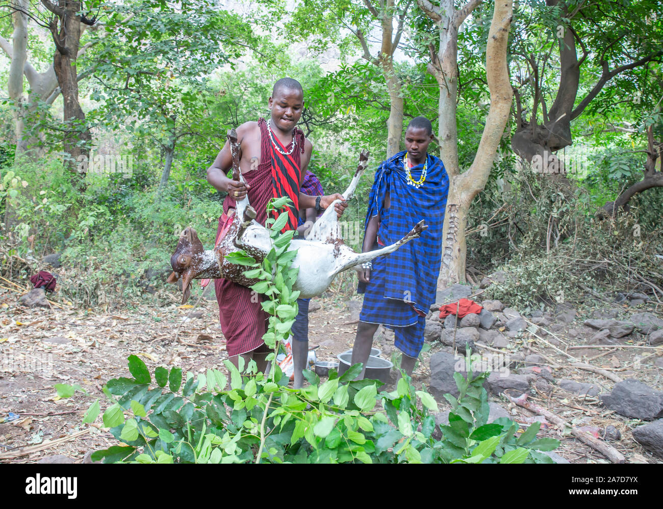 Arusha, Tanzania, 8th September 2019: maasai men skinning a goat Stock ...