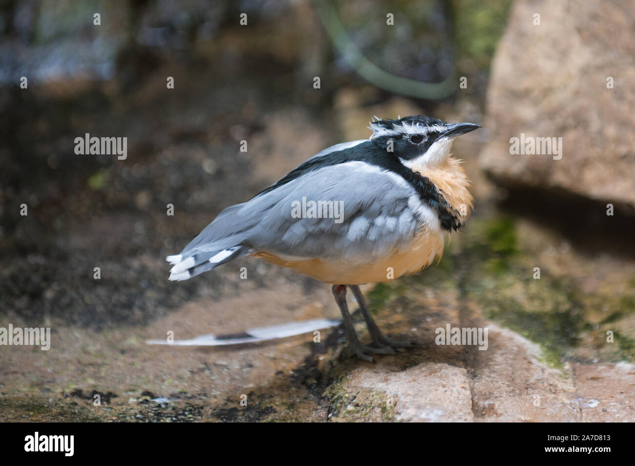 Plover bird crocodile hi-res stock photography and images - Alamy