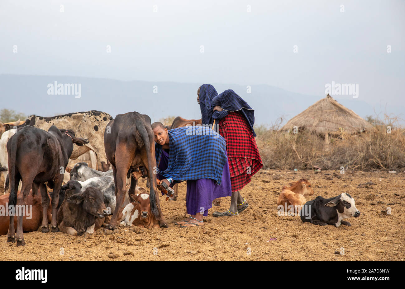 Maasai woman milking cow hi-res stock photography and images - Alamy