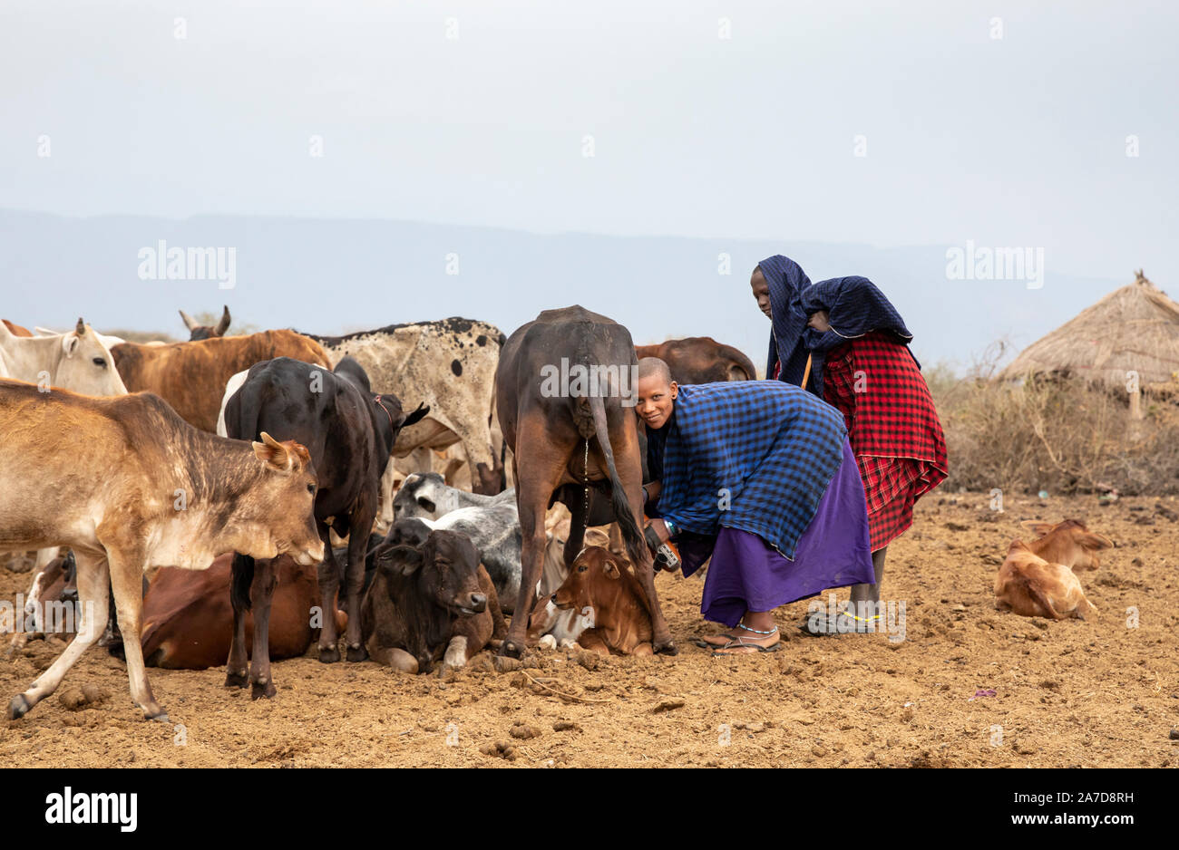 Arusha, Tanzania, 8th September 2019: maasai woman milking her cow ...
