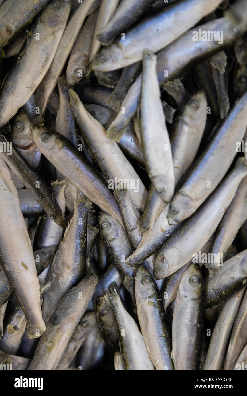 Bunch of pan fish in one pile. Marine or sea fish, uncooked, frozen ...