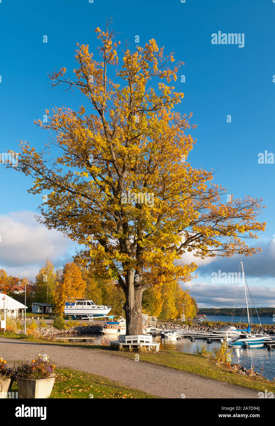 Puumala, Finland–October 5, 2019: Yellow tree at Veera Pier near The ...