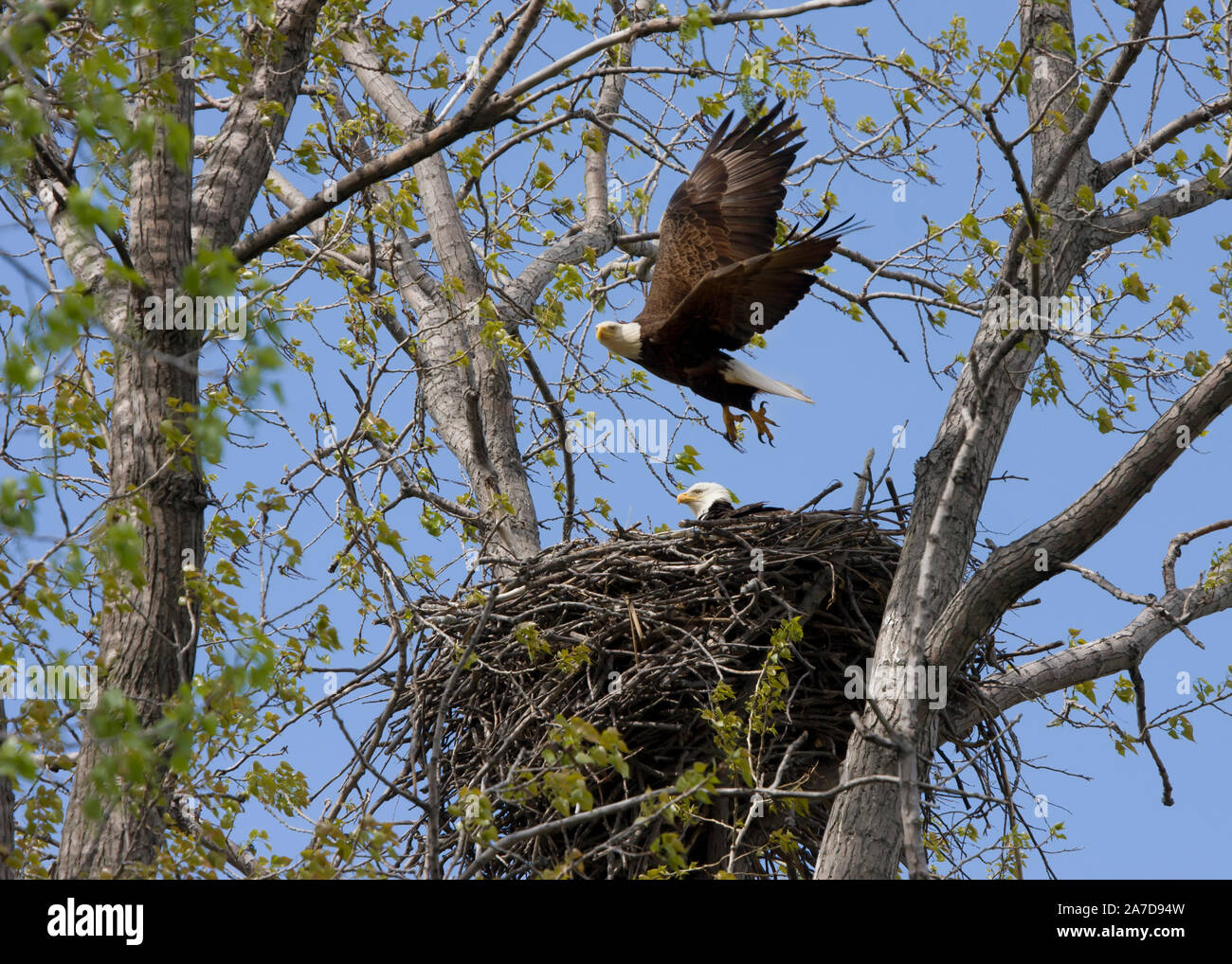 American Bald Eagle Flying from Nest Stock Photo - Alamy