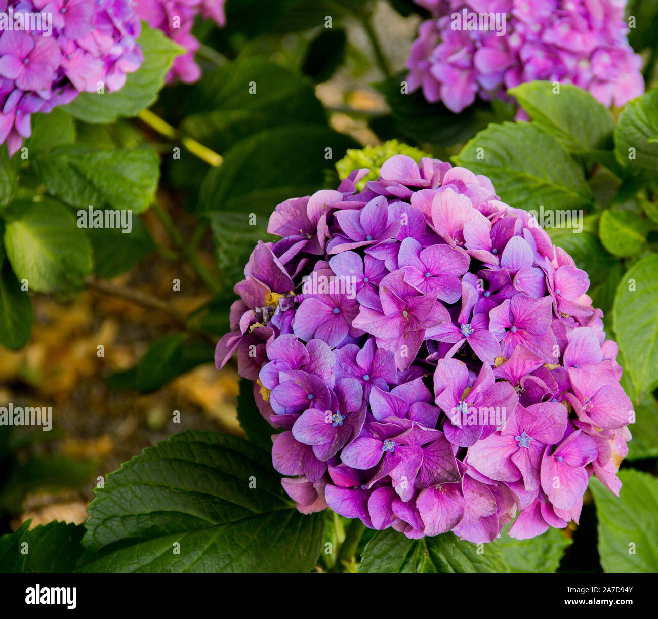 Malmo pink park sweden hi-res stock photography and images - Alamy
