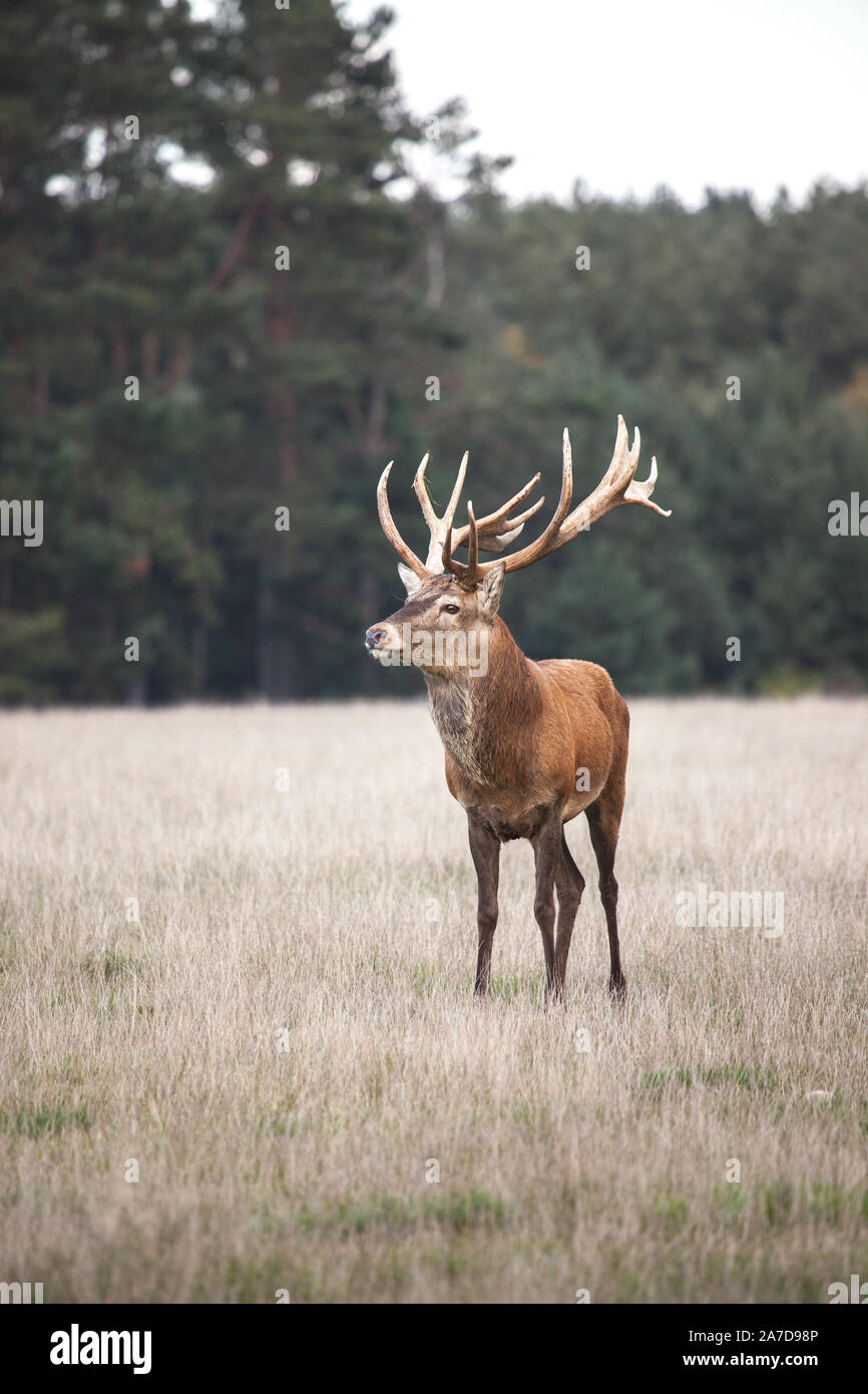 Jagd rothirsch hi-res stock photography and images - Alamy