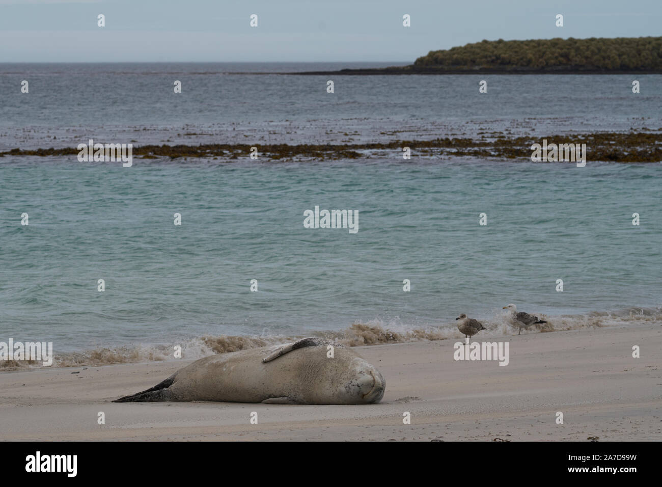 Leopard Seal (Hydrurga leptonyx) resting on a sandy beach Bleaker ...