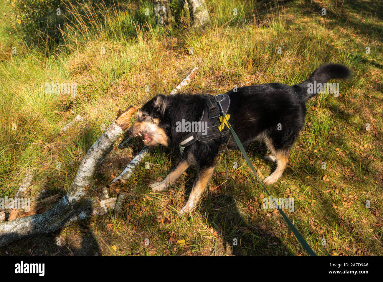Rotten dog hi-res stock photography and images - Alamy