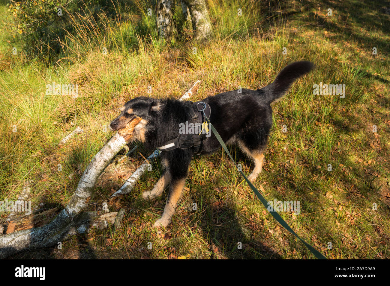 Black Dog biting rotten Wood Stock Photo - Alamy