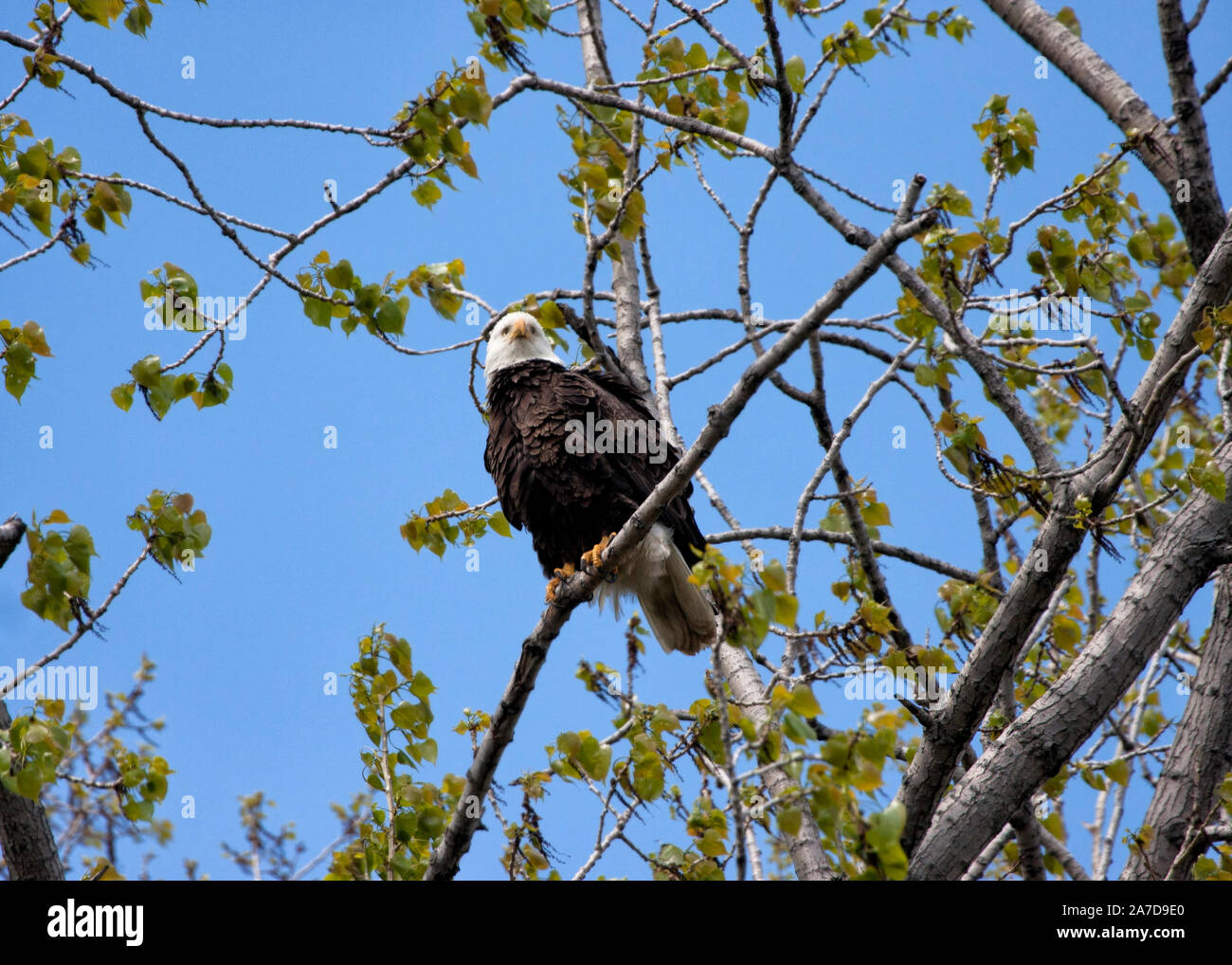 American Bald Eagle Perched in Tree Stock Photo - Alamy