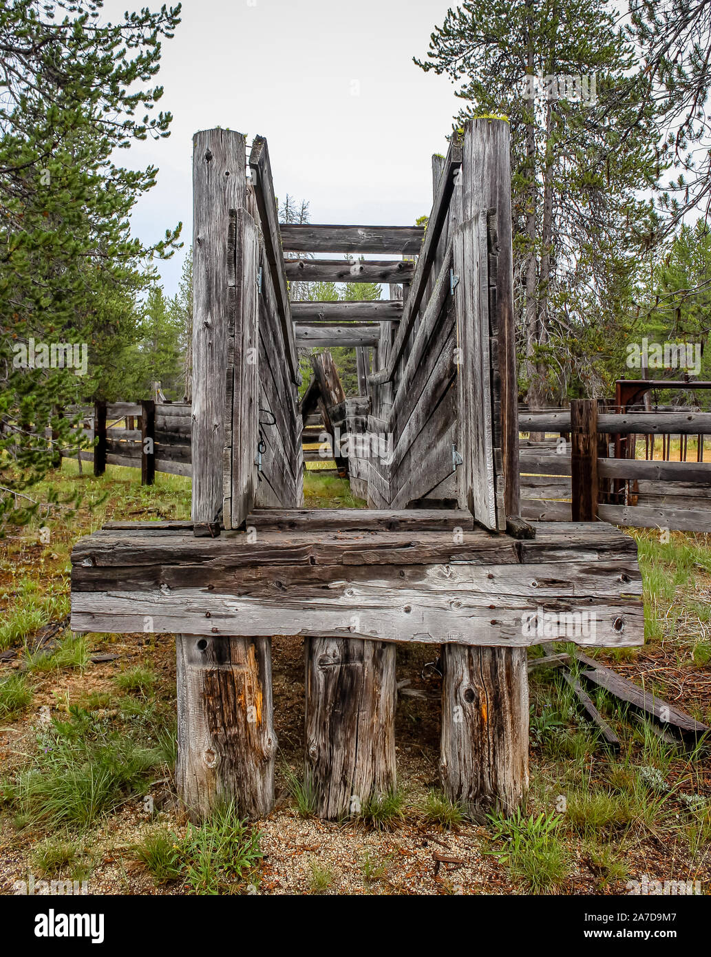 An old wooden cattle chute deep in the Boise National Forest Stock ...