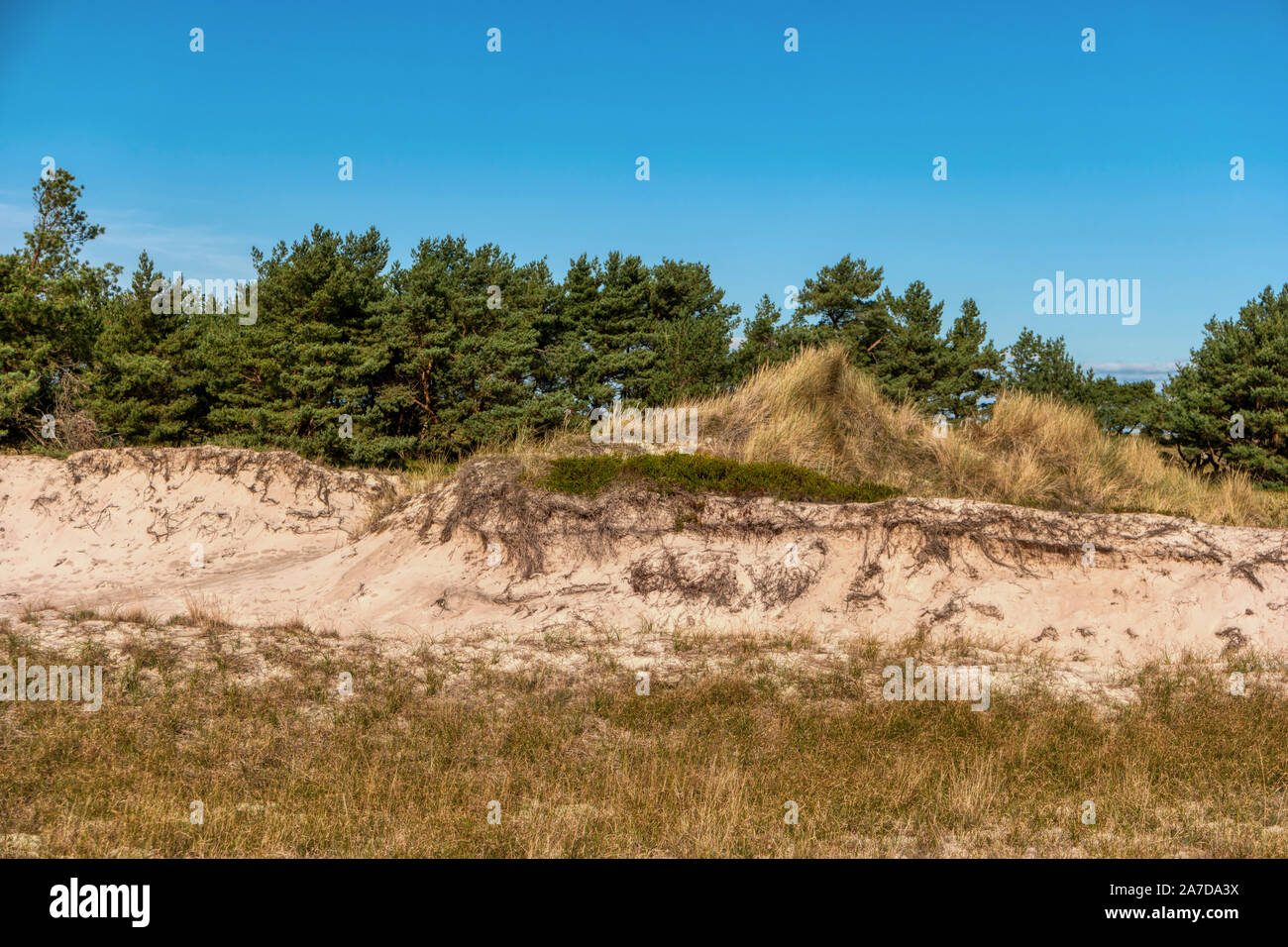 Coastal Landscape on Darss in Germany Stock Photo - Alamy