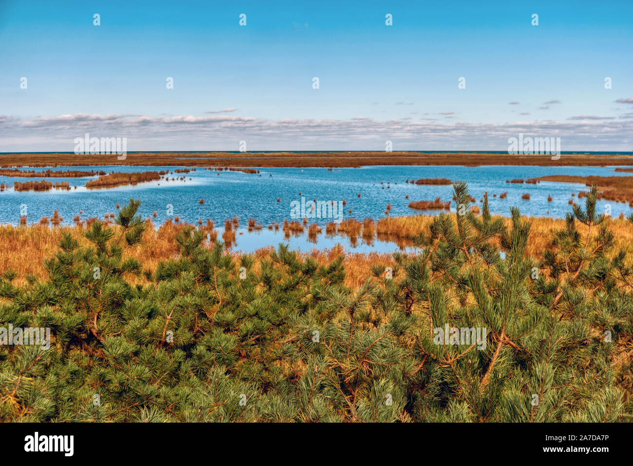 Coastal Landscape on Darss in Germany Stock Photo - Alamy