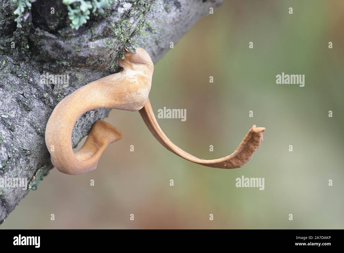 Contorted mushroom hi-res stock photography and images - Alamy