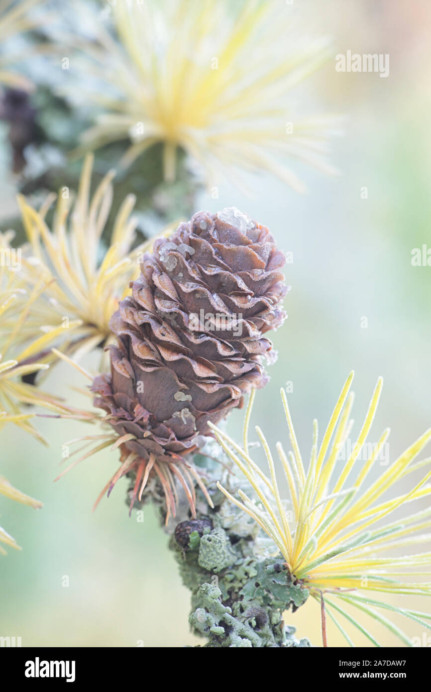 Frosty branch and cone of European Larch, Larix decidua Stock Photo - Alamy
