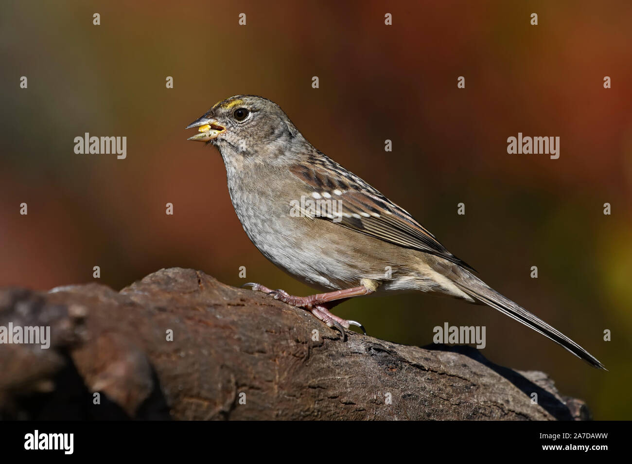 GoldenCrowned Sparrow, Courtenay, Vancouver Island, British Columbia ...