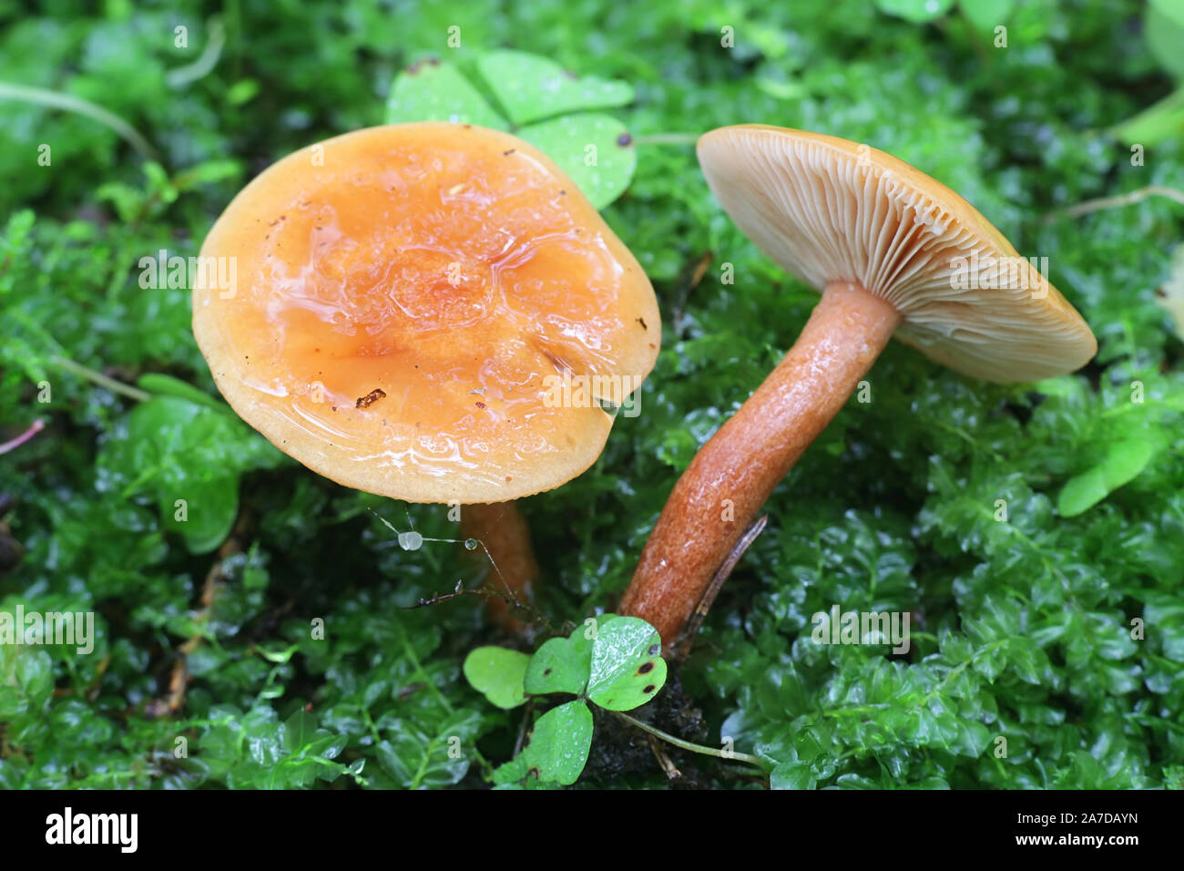 Orange edible fungi hi-res stock photography and images - Alamy