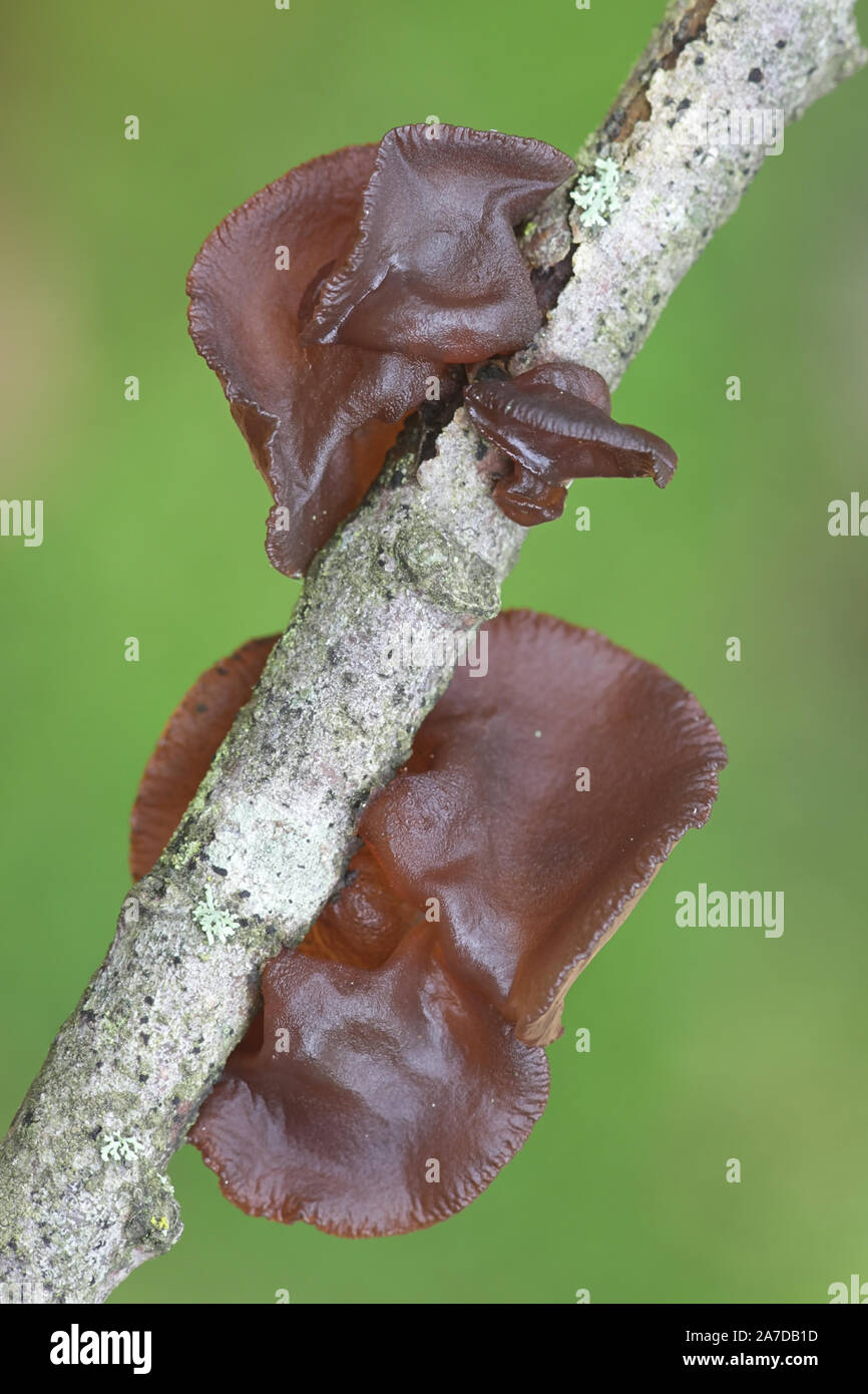 Exidia recisa, known as willow brain or amber jelly roll, wild fungus ...