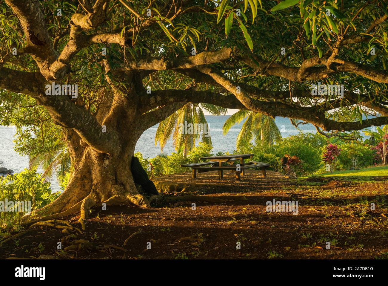 Banyan tree at sunset on the island of Taveuni in Fiji Stock Photo - Alamy