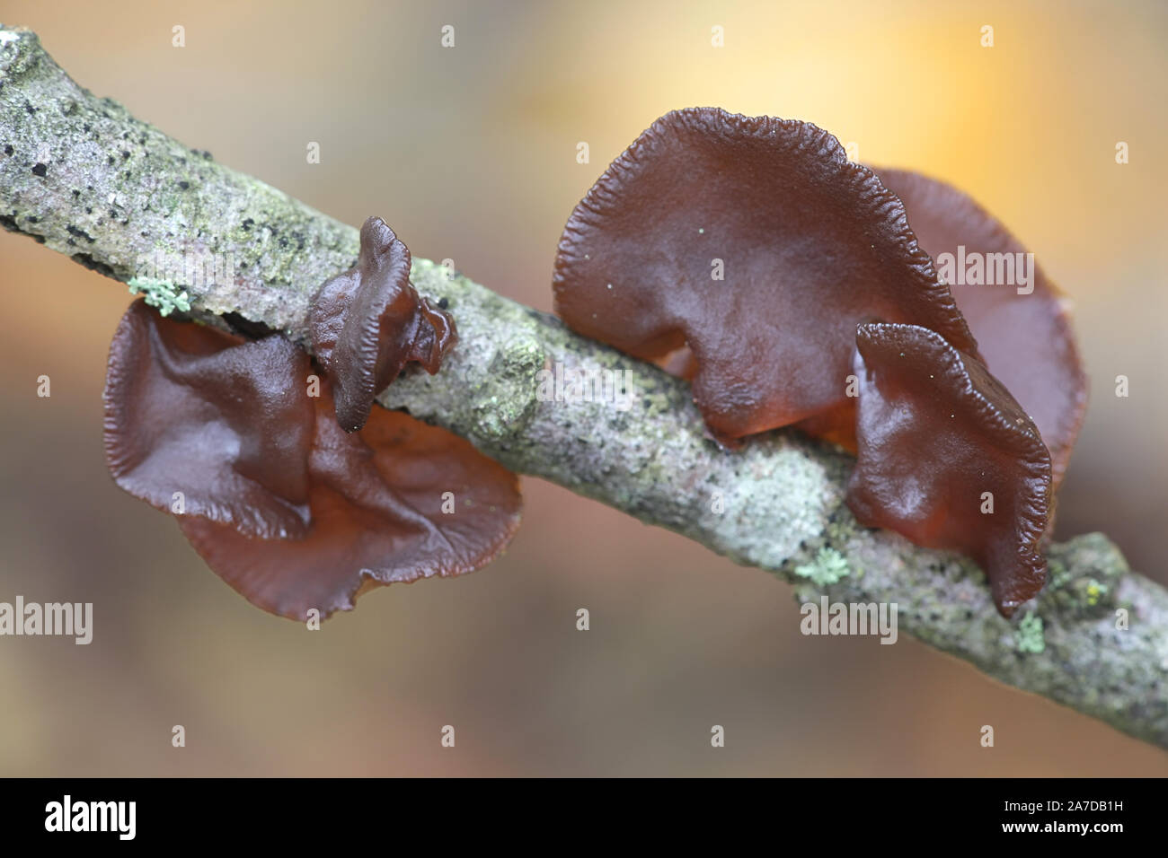 Exidia recisa, known as willow brain or amber jelly roll, wild fungus ...